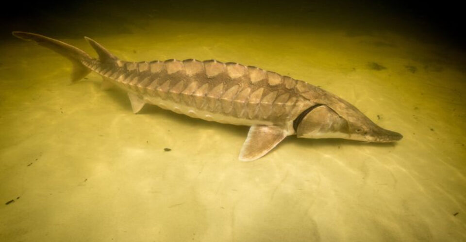 11 Most Elusive Sea Creatures In The Gulf Of Mexico