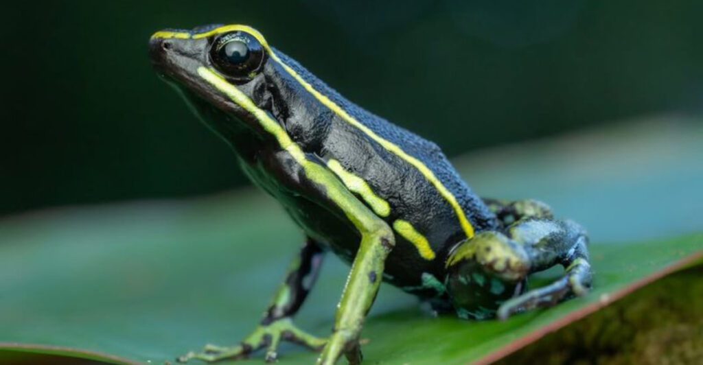 11 Newly Discovered Animals In The Congo Rainforest