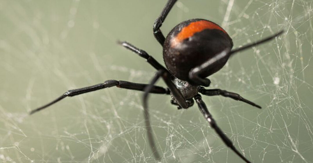 11 Of The Most Dangerous Spiders Found Around The Globe