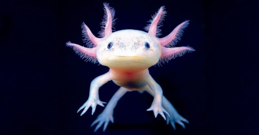 16 Adorably Cheery Animals That Seem To Be Smiling Nonstop