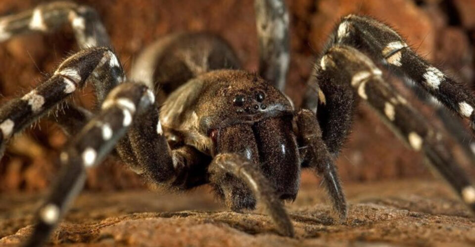 11 Rare Spiders Facing Extinction Due To Habitat Loss
