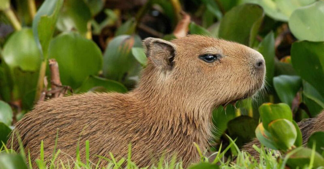 11 Reasons Capybaras Are Vital For Wetland Ecosystems