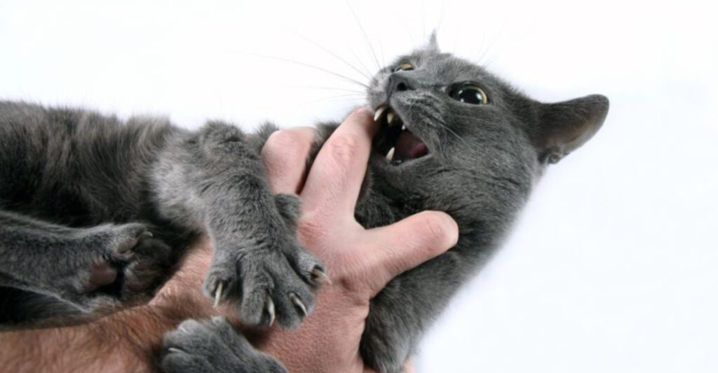 11 Reasons Russian Blue Cats Might Seem Aggressive