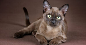 11 Silent Cat Breeds For Those Who Love Quiet Companions