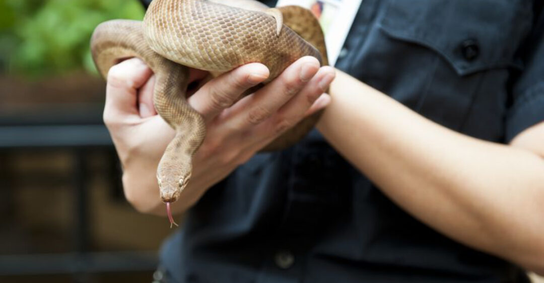 11 Snakes That Make Great Pets