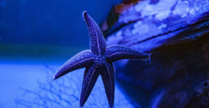 11 Stunning Blue Animals You’ve Probably Never Seen Before