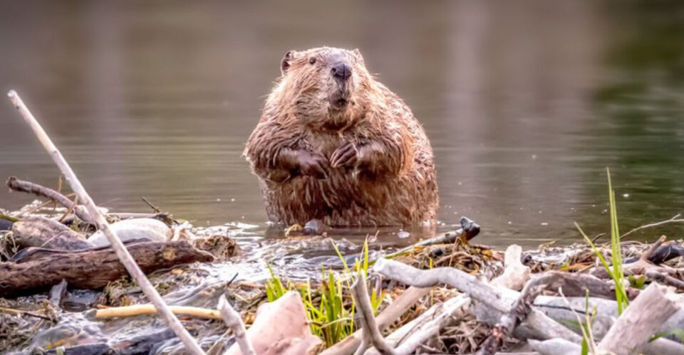 11 Ways Beavers Help Shape The Ecosystems Across North America