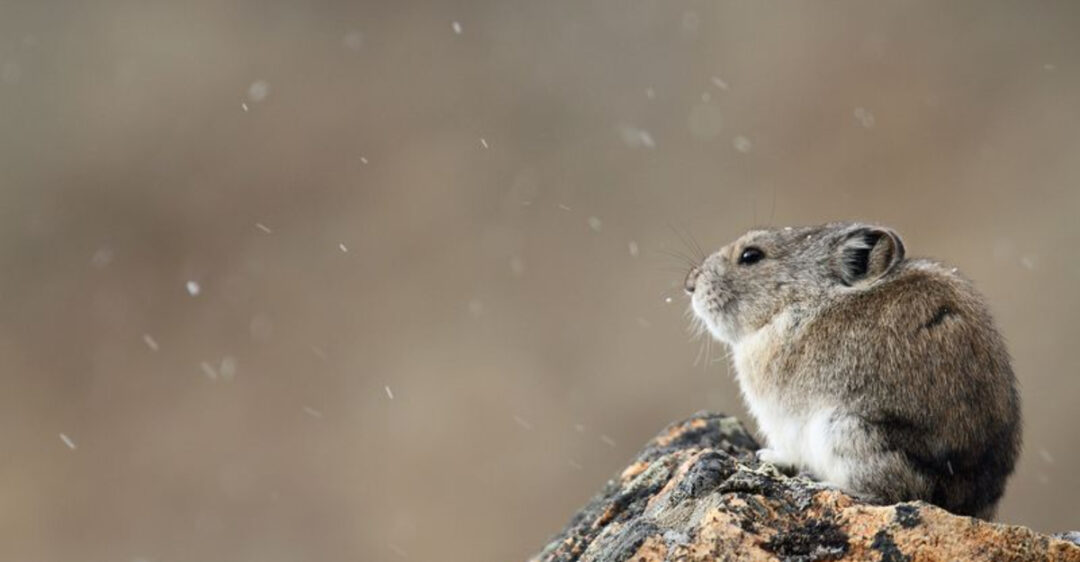 12 Amazing Animals That Are Sadly Near Extinction