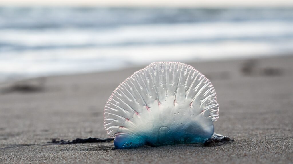 10 Friendliest Animals On Earth That Love Human Interaction (And 5 That ...