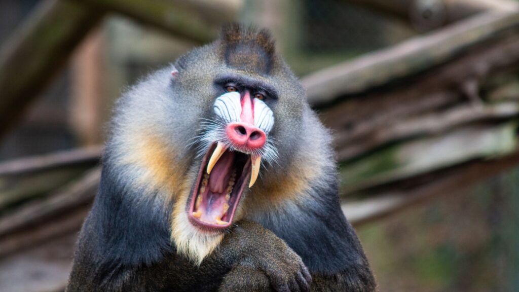 12 Big And Bold Monkeys That Rule Their Territory