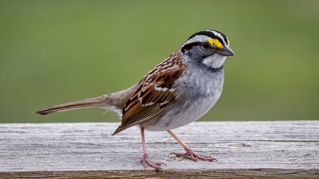 12 Birds With The Most Captivating Songs In The Wild