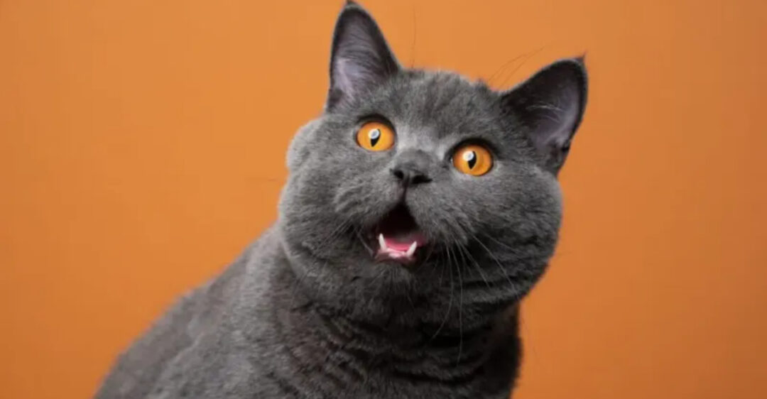 12 Cat Breeds And What They Reveal About You