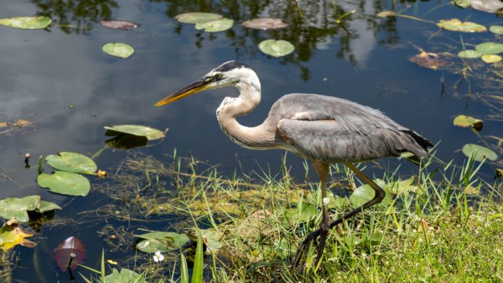 12 Creatures To Beware Of When Adventuring In The Florida Everglades