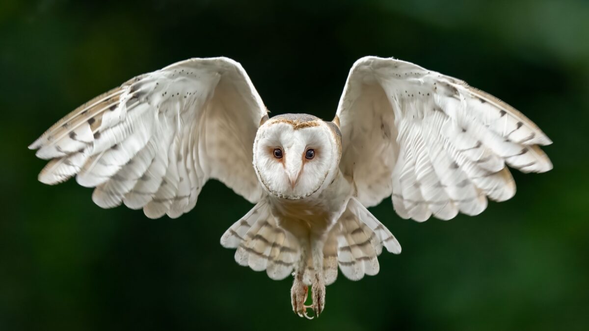 12 Enchanting Owls You Can Find In Alabama