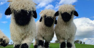 12 Farm Animals That Double As Amazing Pets