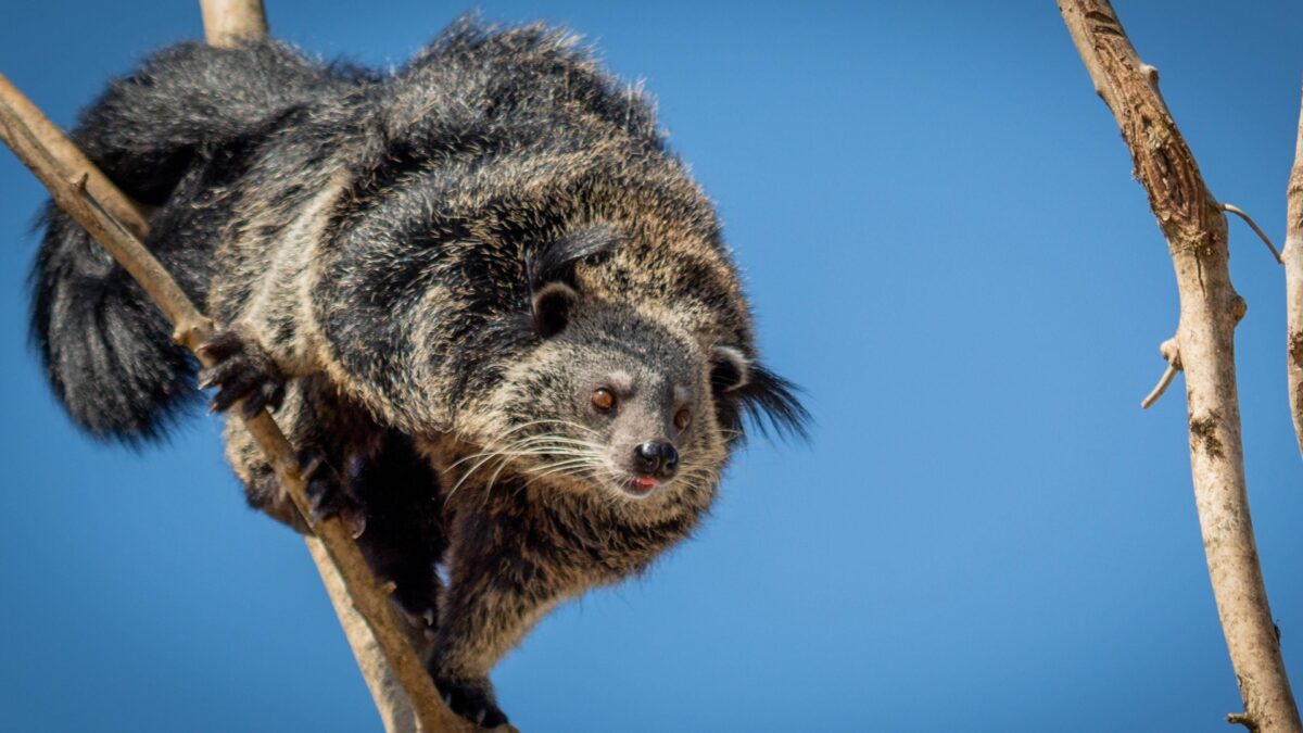 12 Fascinating Facts About The Endangered Binturong