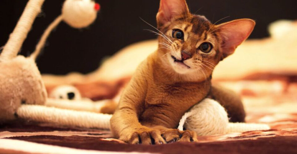 15 Small Cat Breeds That Stay Adorably Tiny Forever