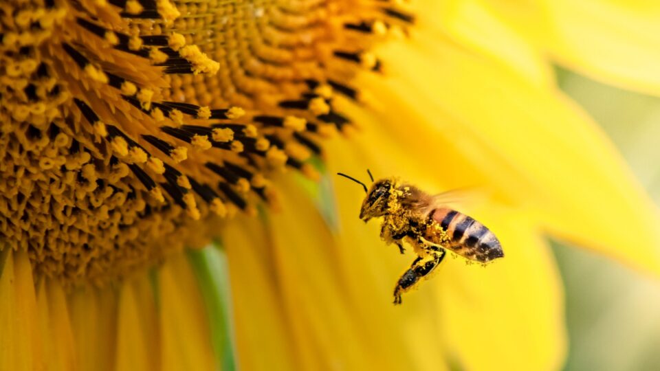 12 Fun And Fascinating Facts About Honey Bees