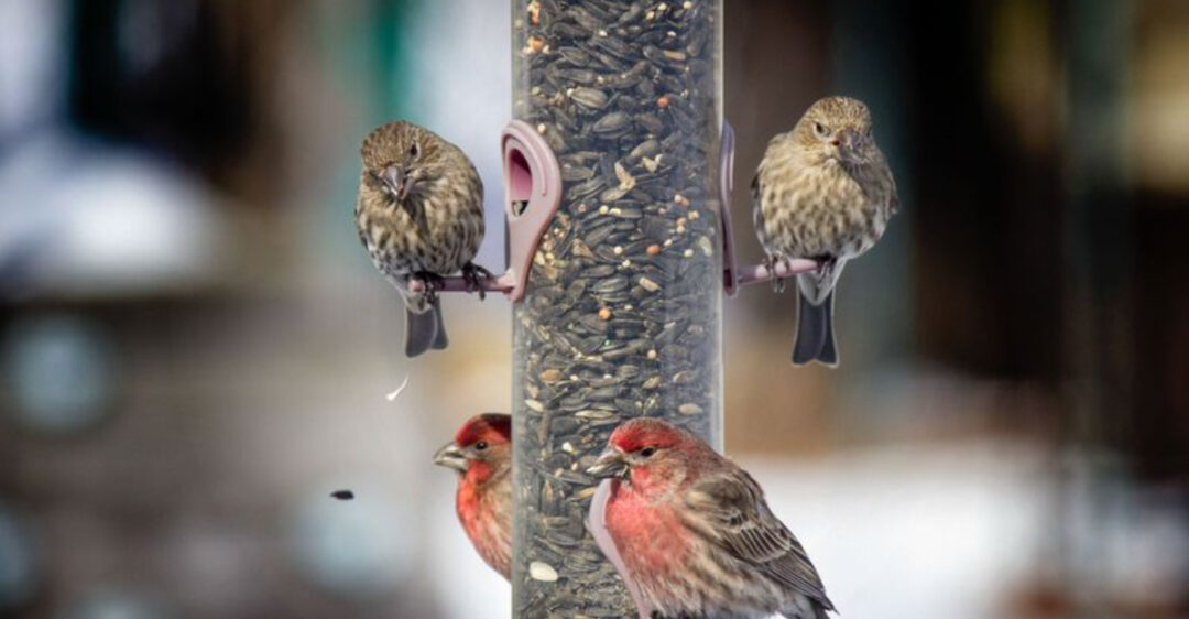 12 Helpful Tips For Taking Proper Care Of Wild Birds