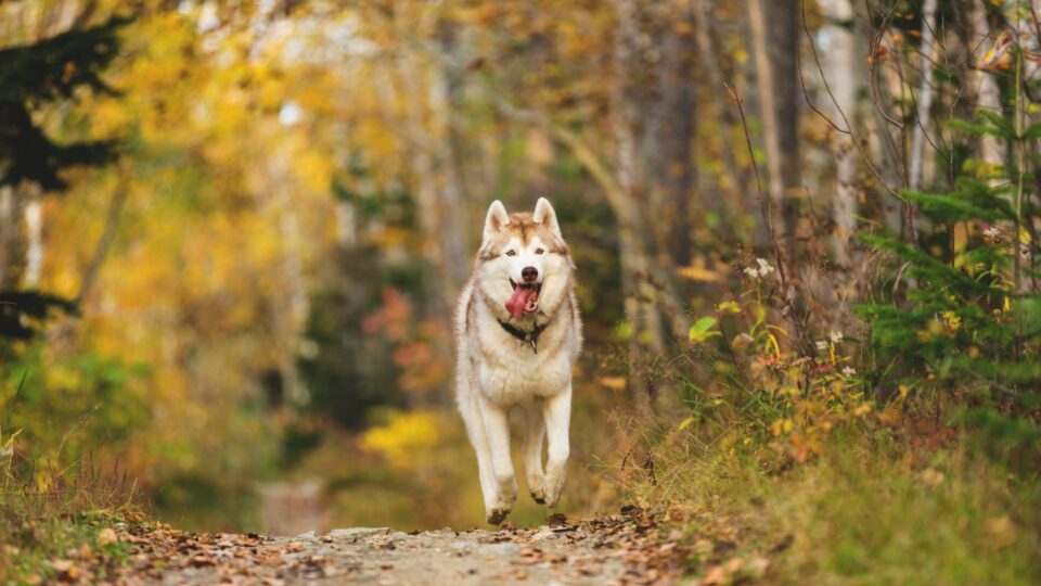 12 Husky Struggles Every Owner Understands