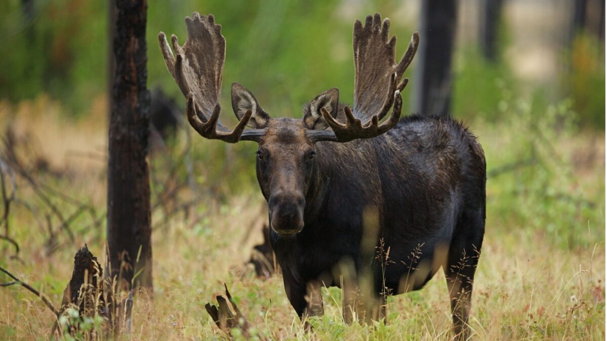 17 Incredible Animals Loved By Almost Everyone