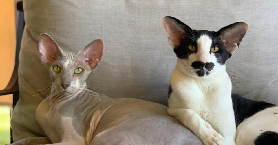 12 Low Shedding Cat Breeds Perfect For A Tidy Home