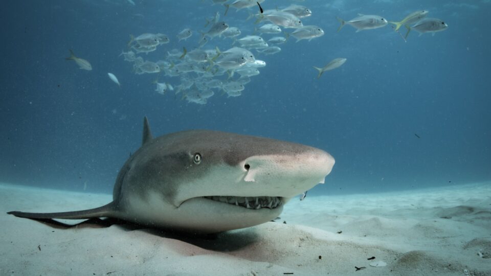 12 Most Dangerous Sharks That Roam The Oceans