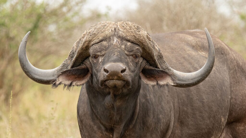 12 Most Unpredictable Animals In The Wild