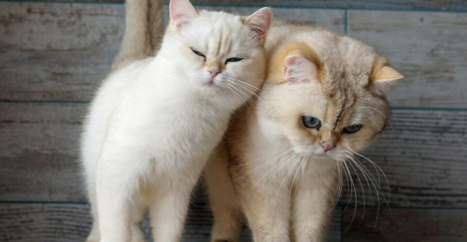 12 Must-Know Differences Between Male And Female Cats Before You Choose