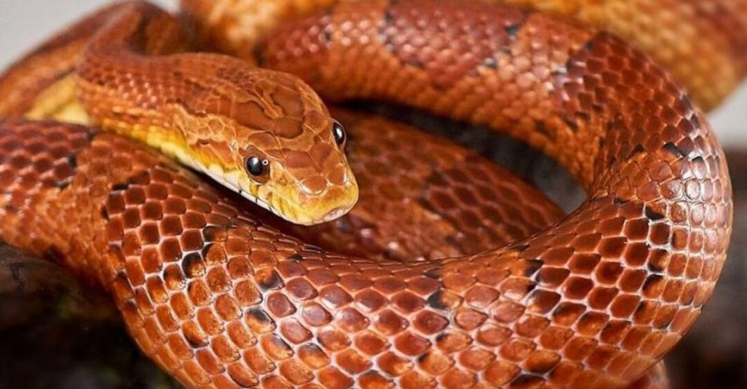 12 Non-Venomous Snakes You Can Safely Encounter
