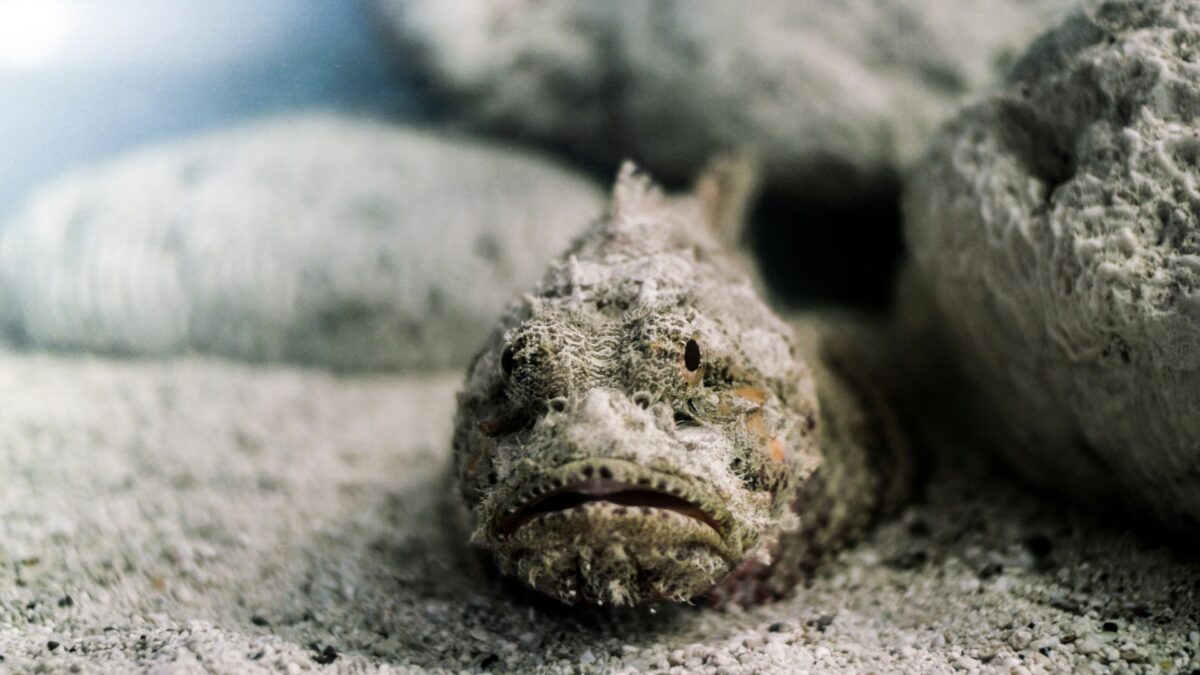 12 Odd Fish That Survive In Extreme Environments