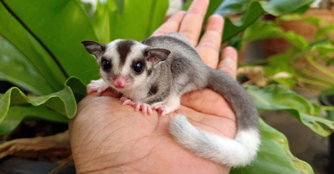 10 Exotic Pets That Require Permits (And 10 That Don’t)