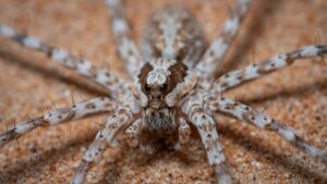 12 Rare And Endangered Spiders That Deserve Our Attention