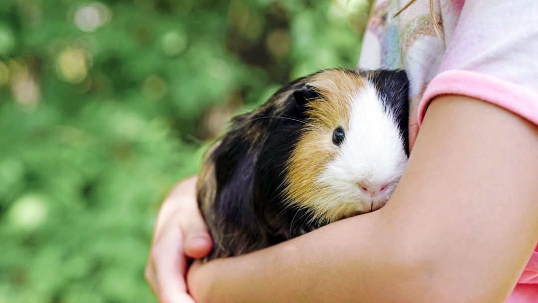 12 Small Animals That Make Great Companions For Kids