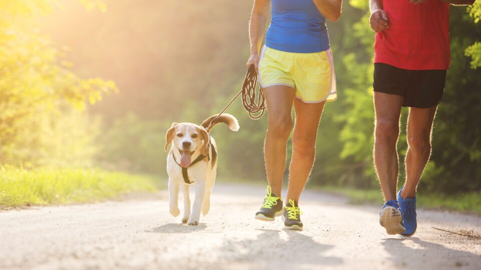 12 Smart Tips To Choose The Dog That Fits You