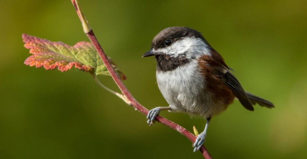 12 Surprising Things You Didn’t Know About Chickadees