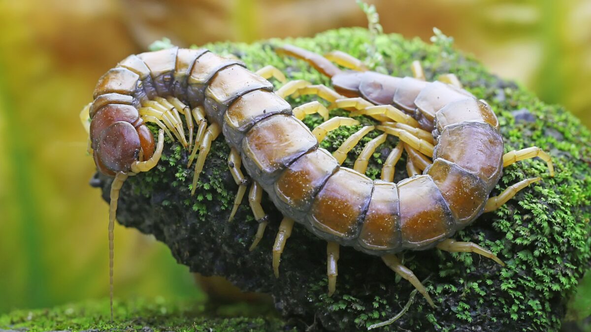 12 Tiny But Dangerous Creatures Hiding In Your Backyard