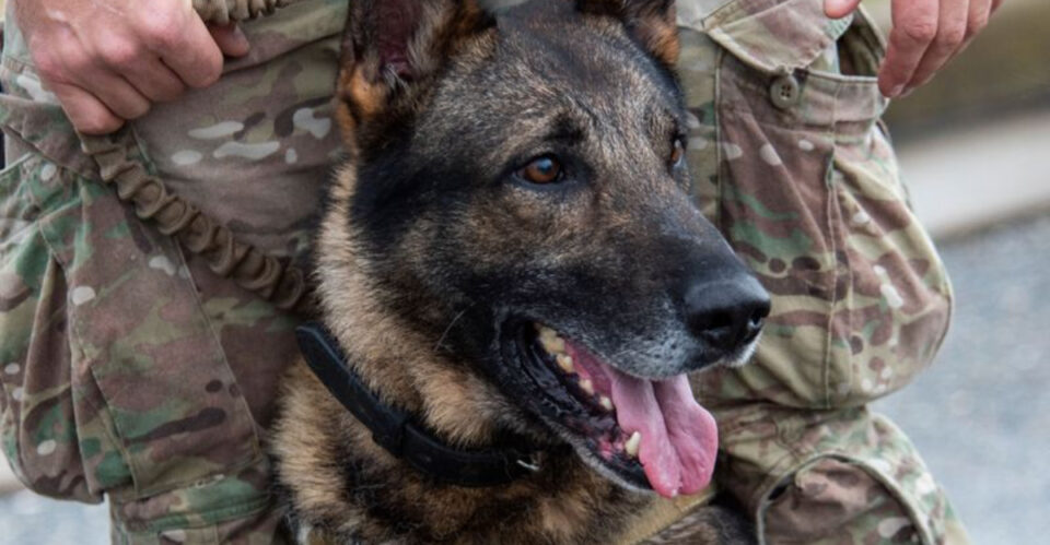 12 Unbeatable Special Forces Dogs That Are True Warriors