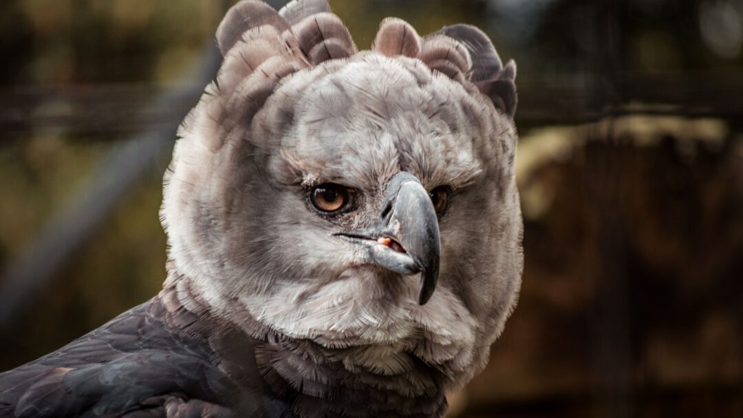 12 Wild Facts About The Majestic Harpy Eagle
