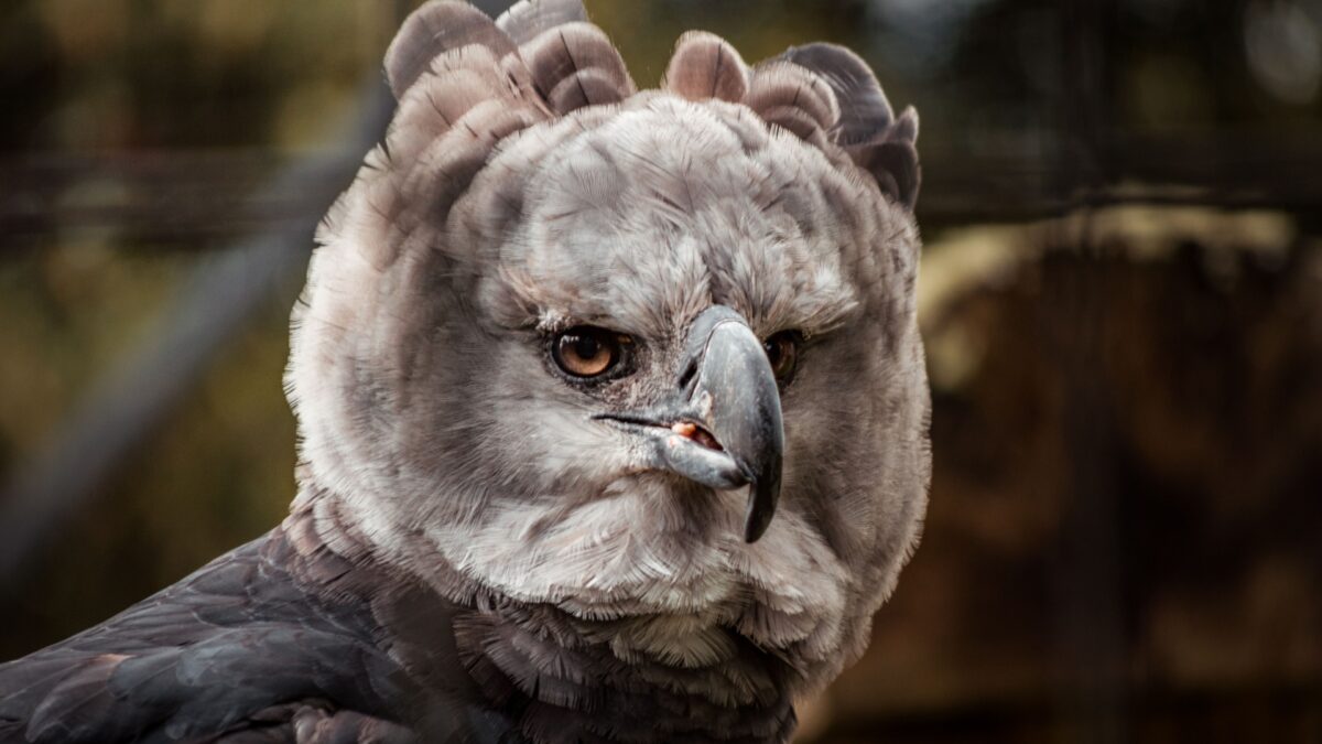 12 Wild Facts About The Majestic Harpy Eagle