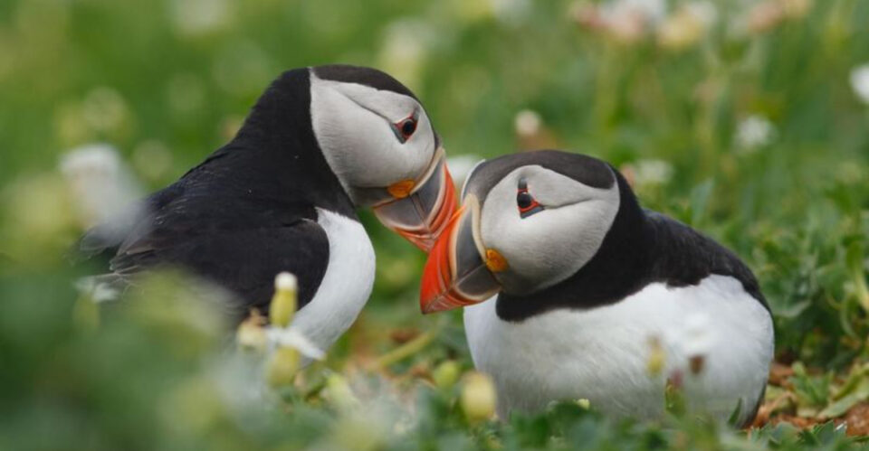 13 Astonishing Reasons Puffins Are The Coolest Birds Ever