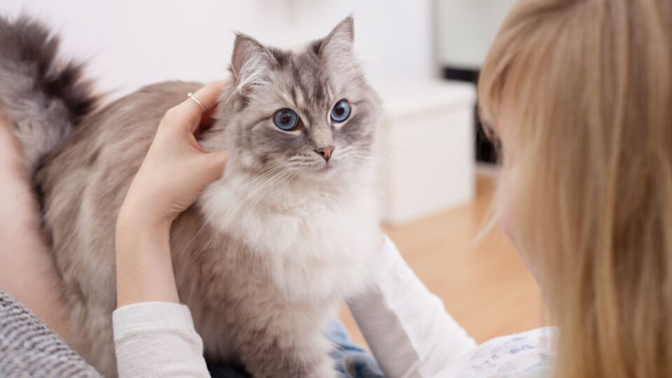 13 Cat Breeds That Bond Deeply With Humans