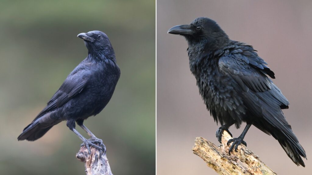 13 Clear Differences Between Crows And Ravens 13 Clear Differences Between Crows And Ravens