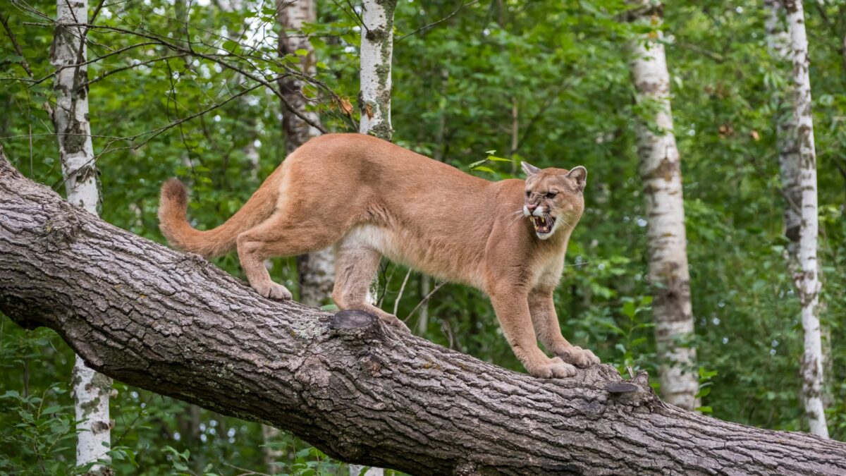 13 Dangerous U.S. Animals And How To Stay Safe