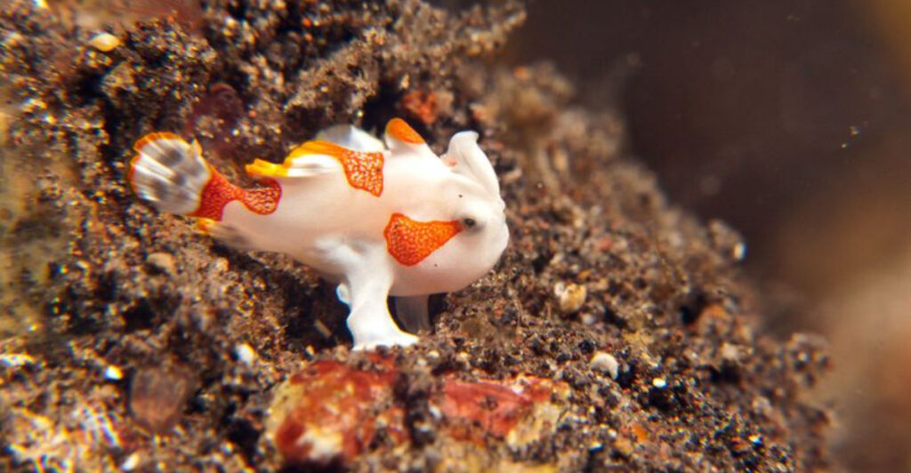 13 Fascinating New Species Discovered In The Last 20 Years – Animalko