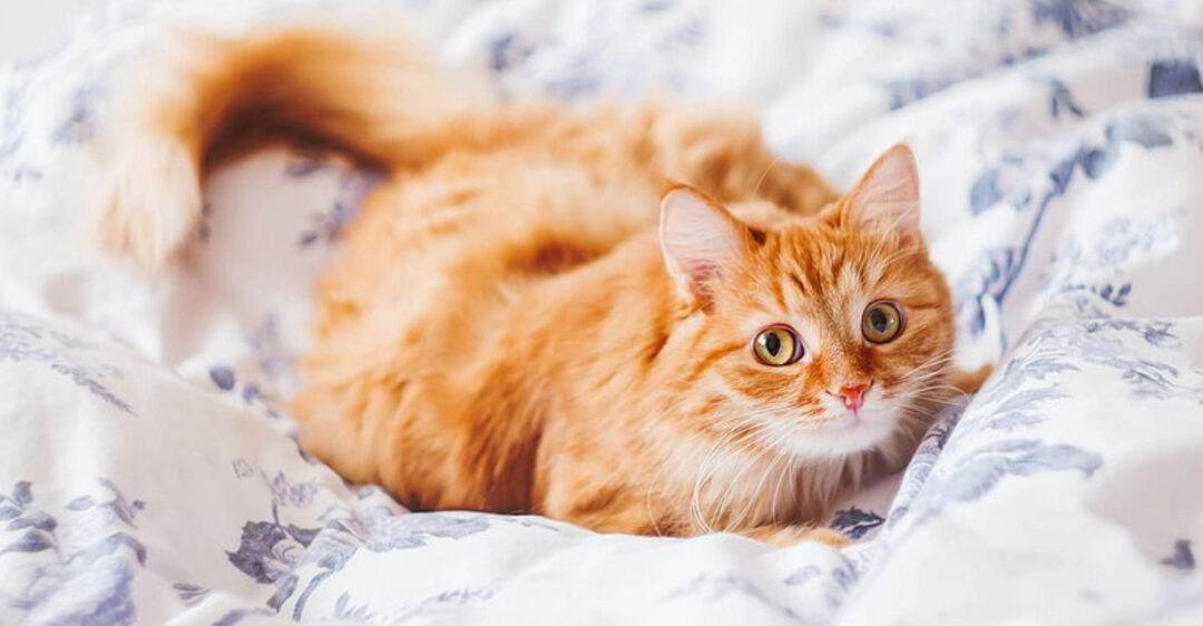 13 Fun And Quirky Facts About Ginger Cats