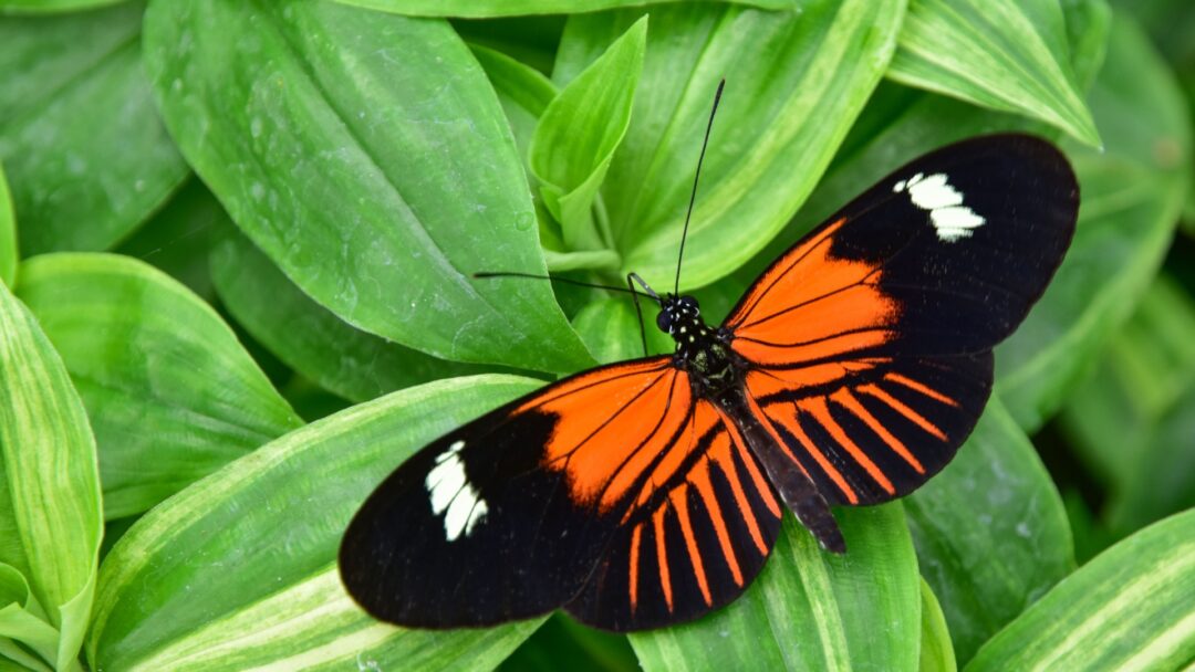 13 Jaw-Dropping Butterflies With Nature’s Most Vivid Wings