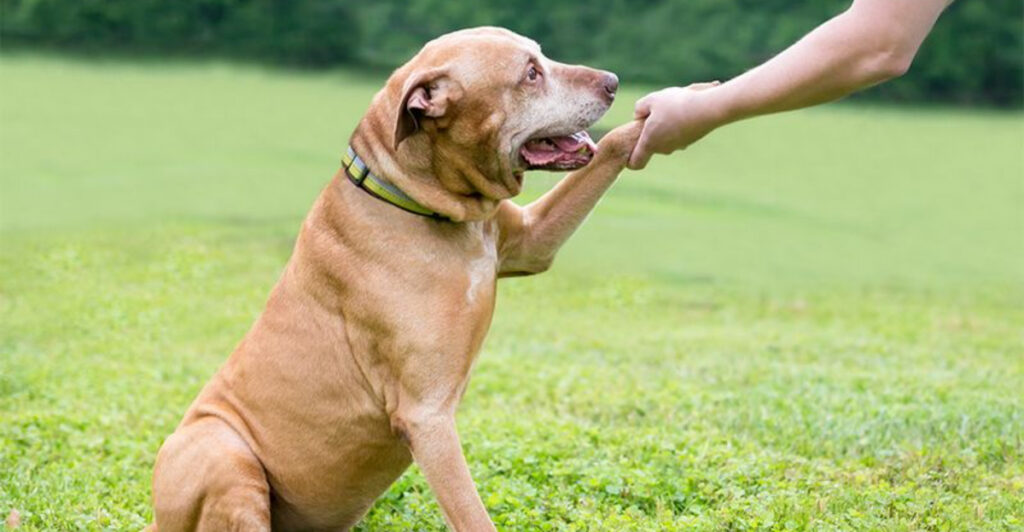 13 Key Habits Of Truly Responsible Dog Owners