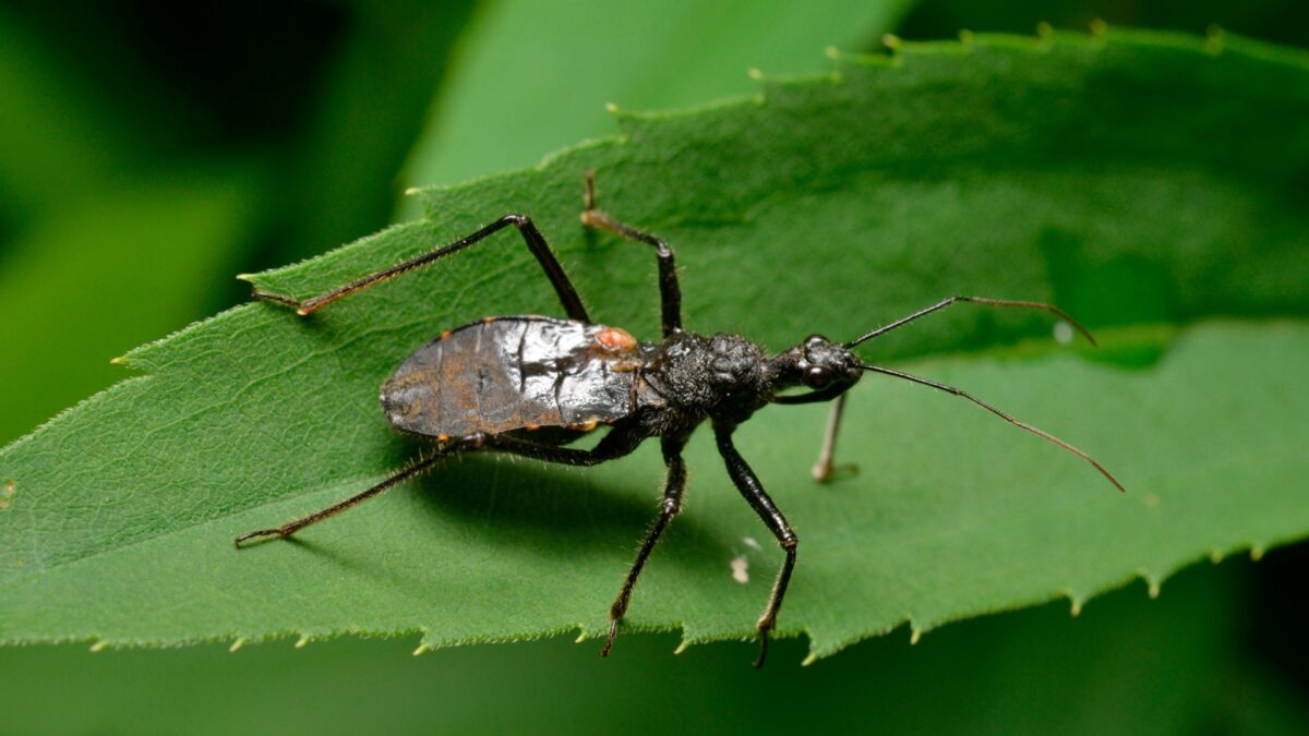 13 Most Dangerous Insects Crawling Across America