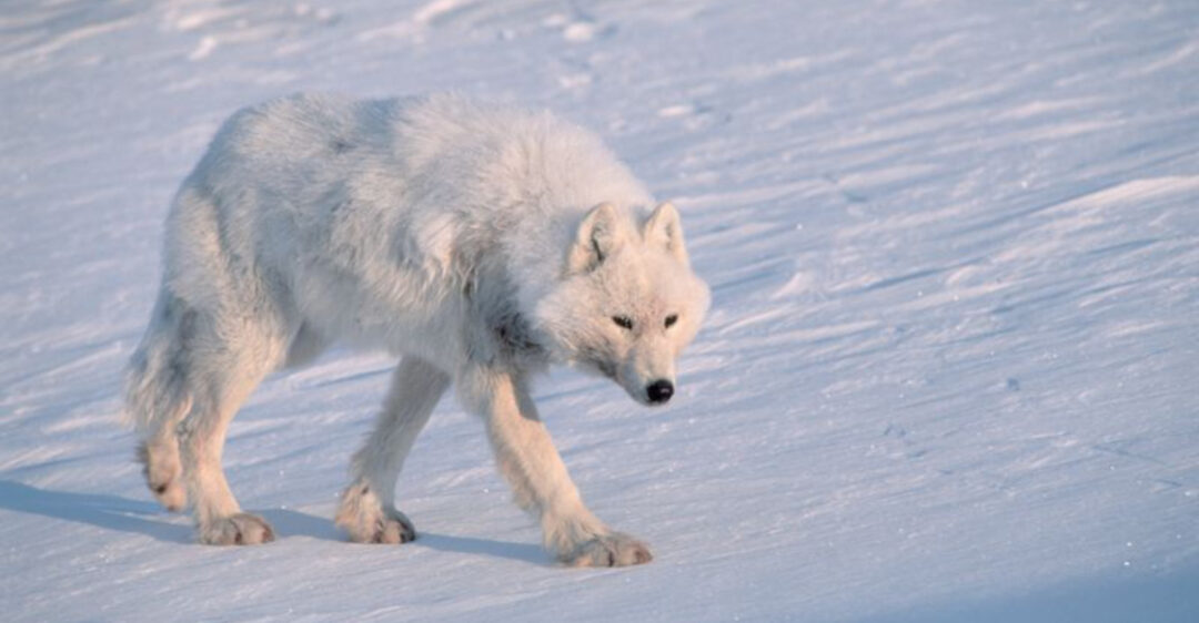 13 Rarest Species Of Wolves And Where To Find Them